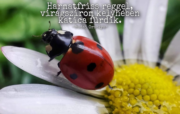 Haiku versek képekben :: Világ-látás